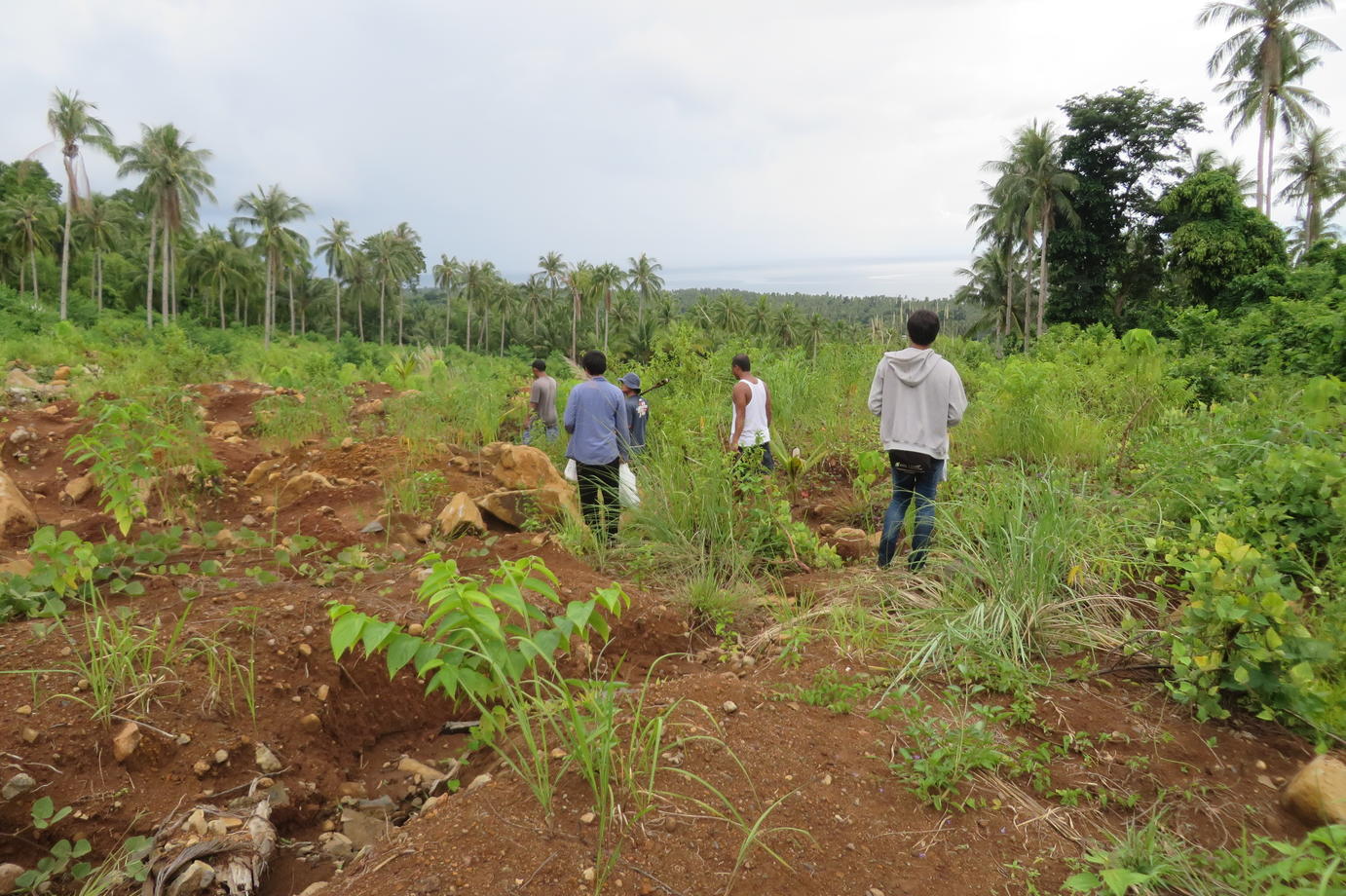 Development of DSWD-KALAHI Project sites on Rainforestation in Cabucgayan